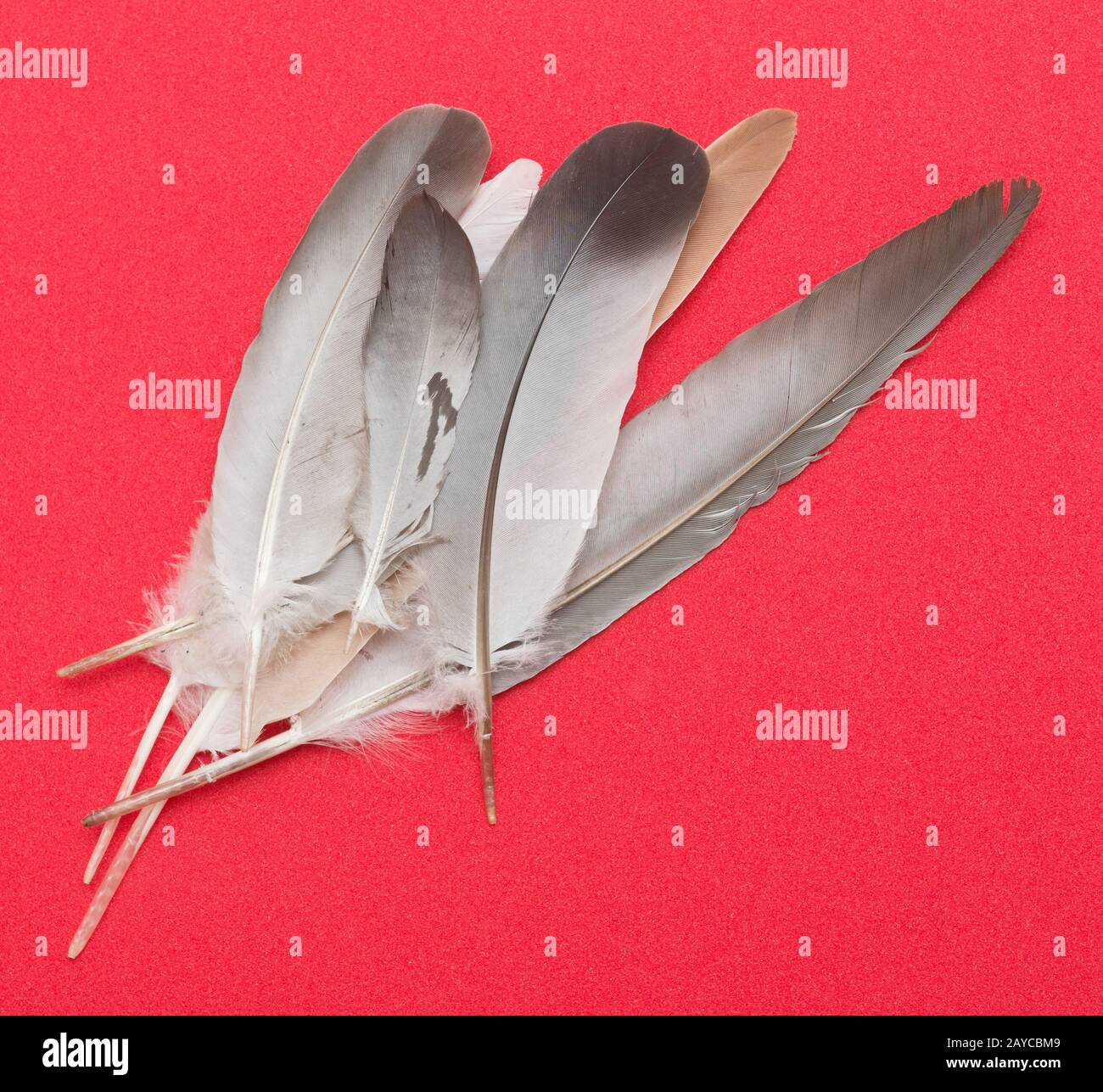 Feathers on red Stock Photo - Alamy