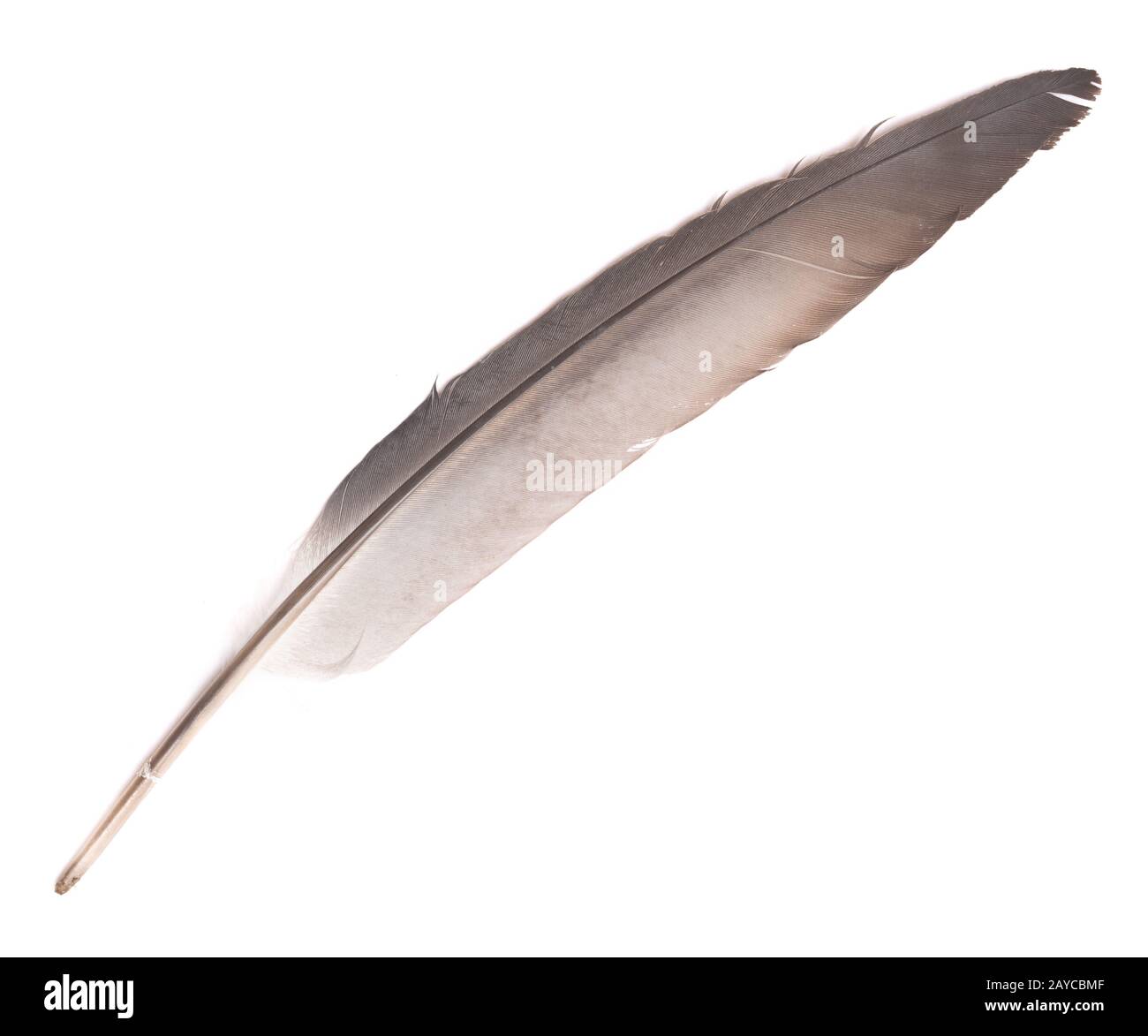 Close up white doodle Cut Out Stock Images & Pictures - Alamy