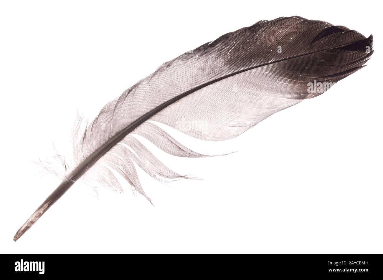 Close up white doodle Cut Out Stock Images & Pictures - Alamy