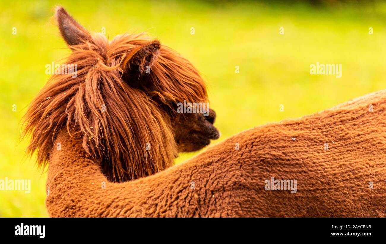 A beautiful young brown Alpaca lama posing for the camera Stock Photo ...