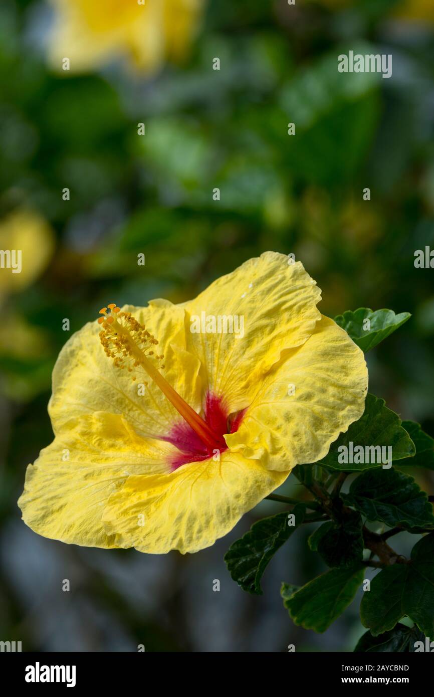 Hibiscus flower kauai hawaii hi-res stock photography and images - Alamy