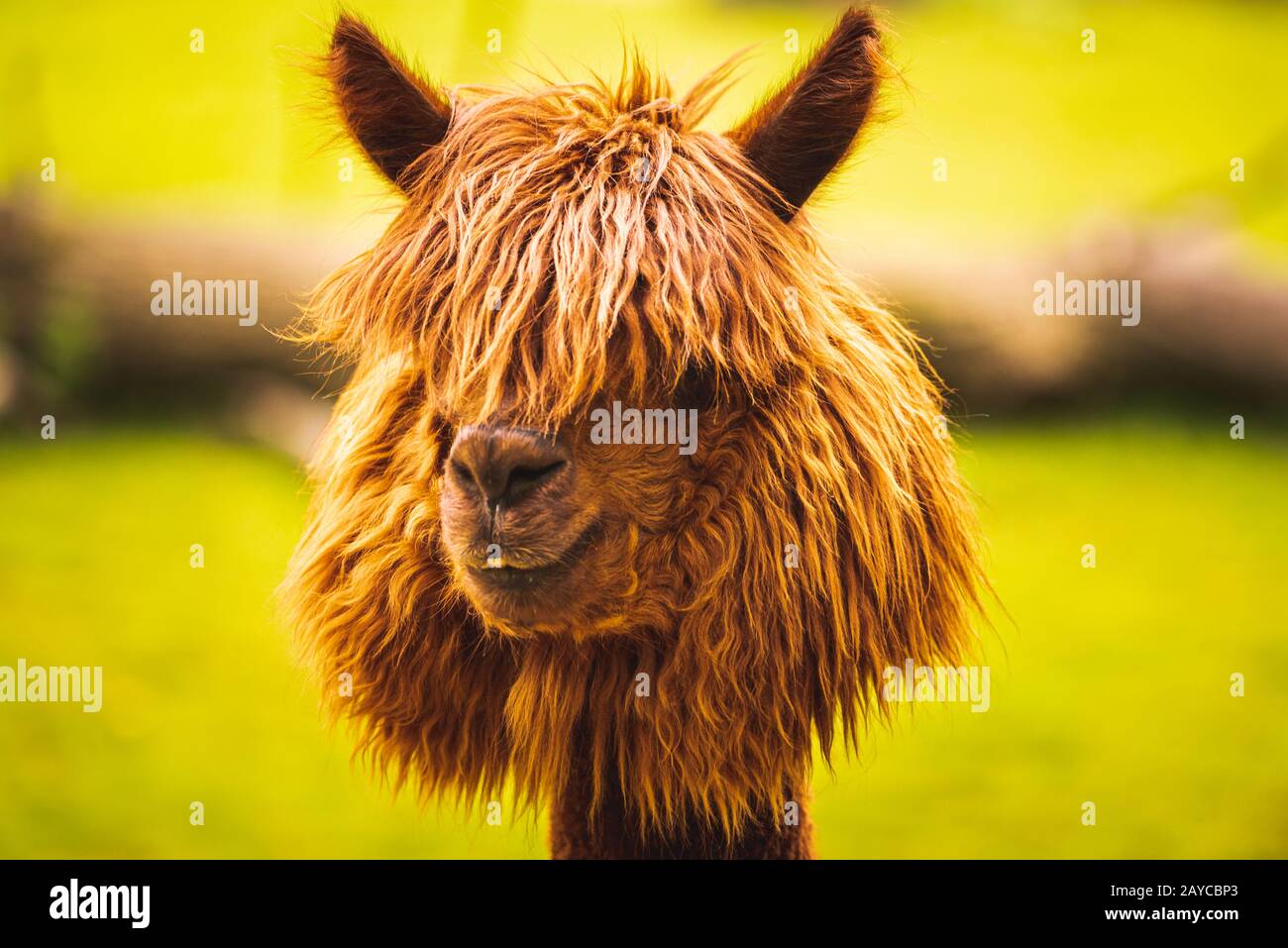 A beautiful young brown Alpaca lama posing for the camera Stock Photo ...