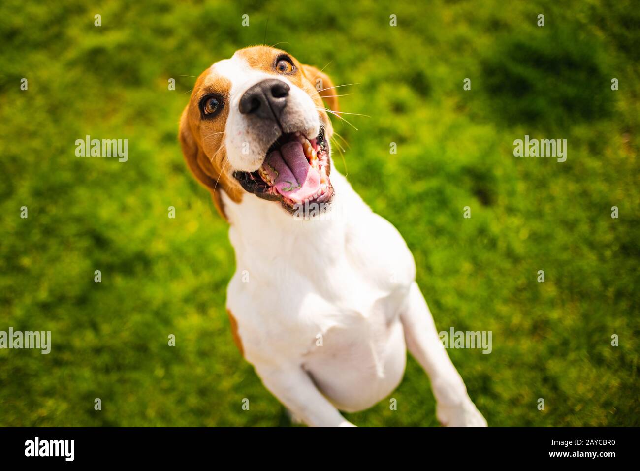 Dog at feet hi-res stock photography and images - Alamy