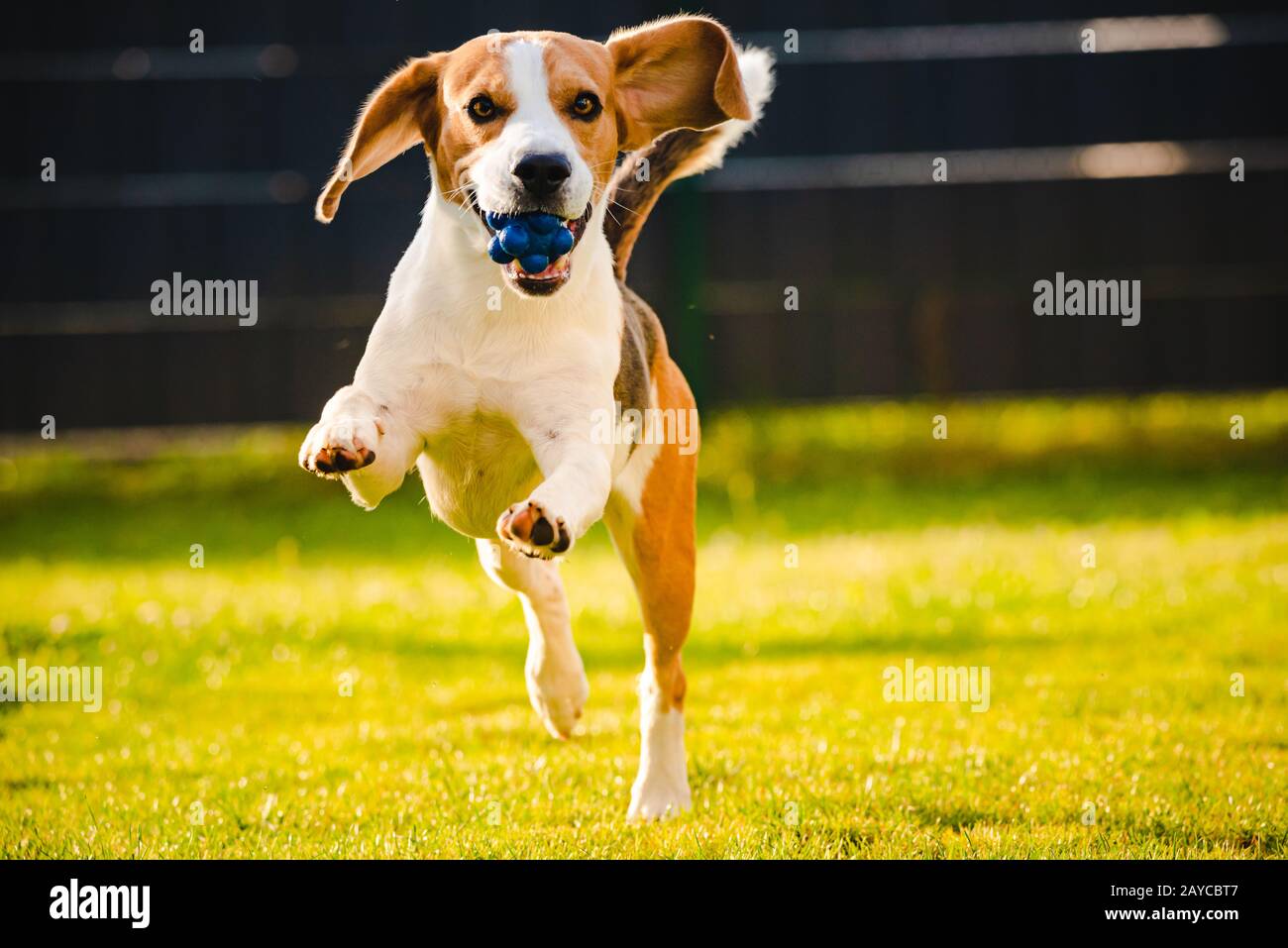 Beagle dog fun in garden outdoors run and jump with ball towards camera ...