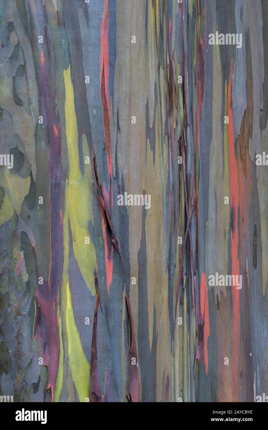 Close-up of a Eucalyptus deglupta, a tall tree, commonly known as the ...