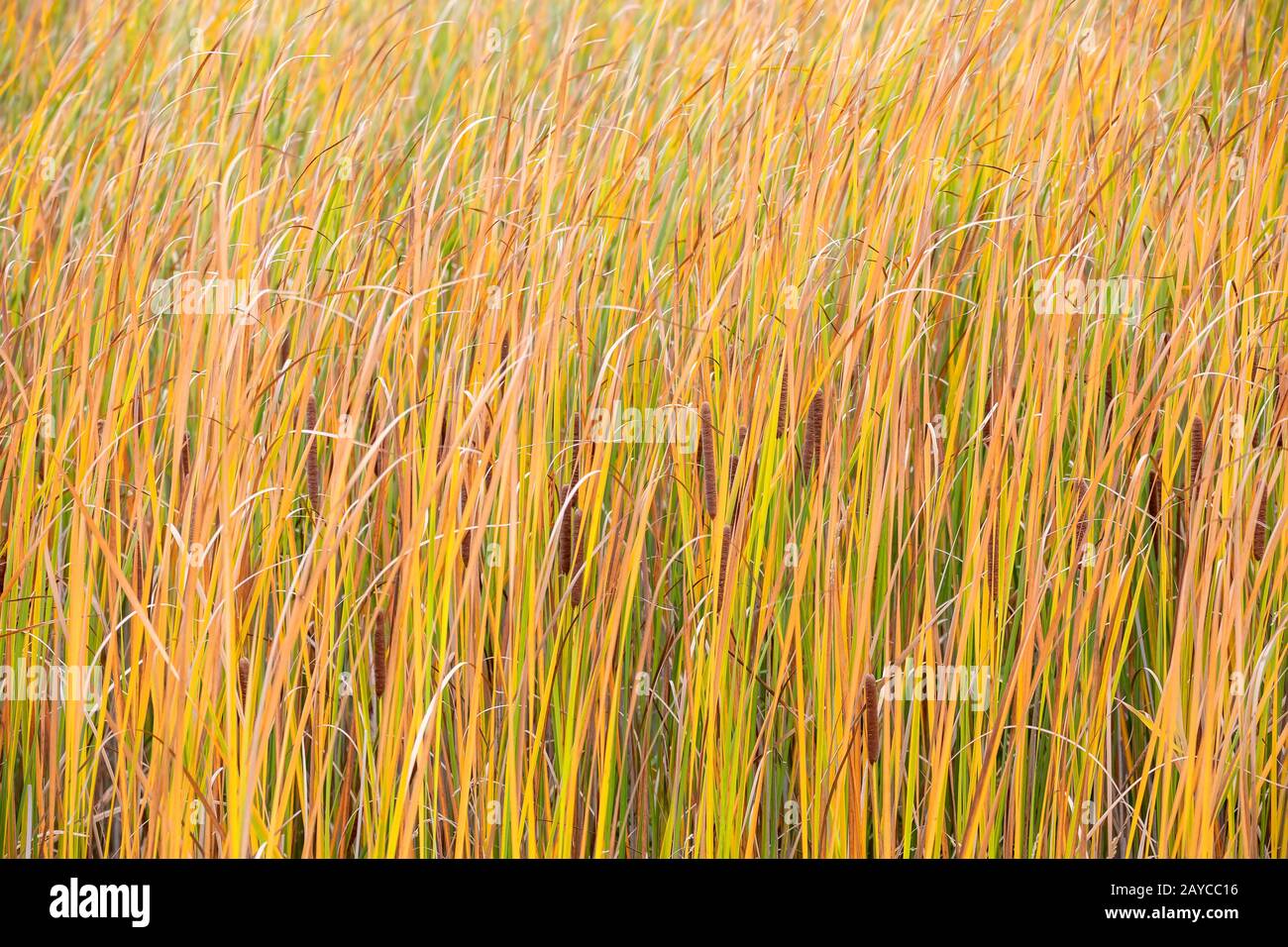 Reeds blowing in wind hi-res stock photography and images - Alamy
