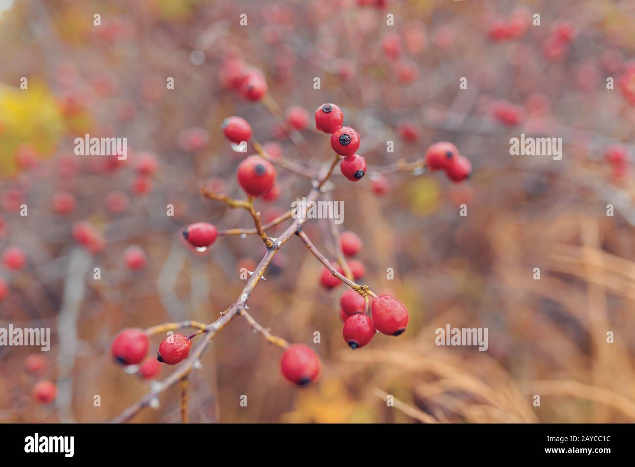 Briar, wild rose hip shrub Stock Photo - Alamy
