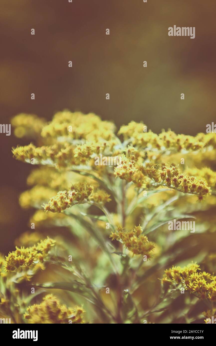 Canadian goldenrod yellow flowers(Solidago canadensis Stock Photo - Alamy