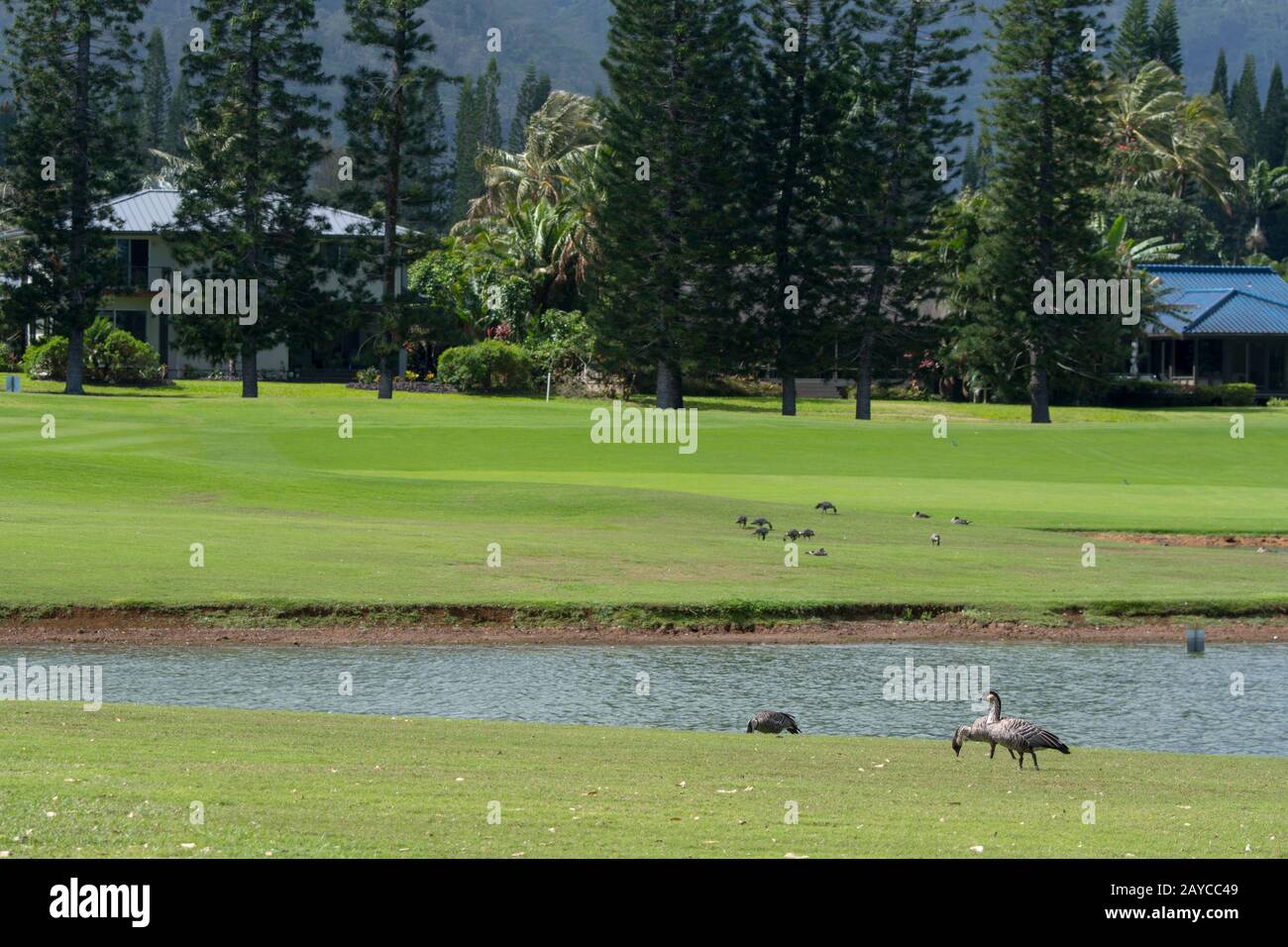 Golf on grass hi-res stock photography and images - Alamy