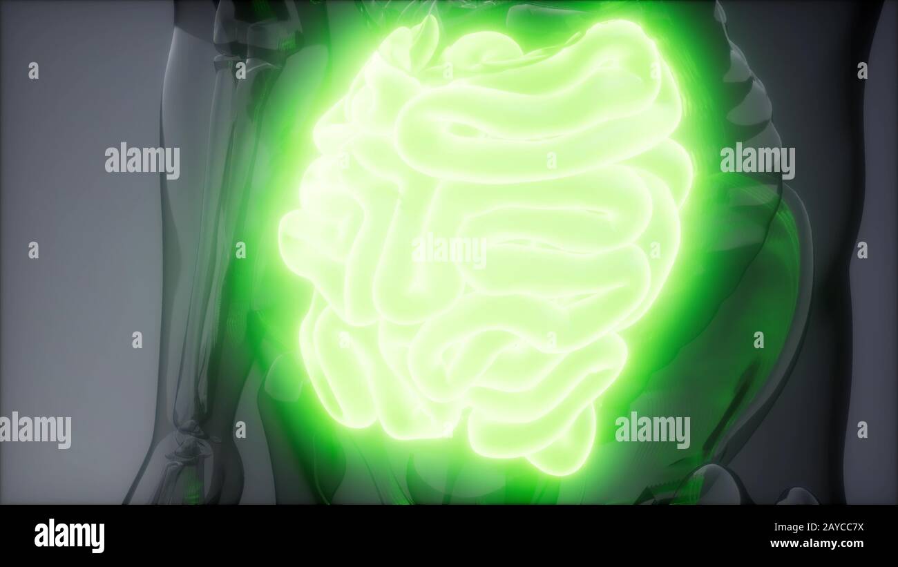 Human Small Intestine Radiology Exam Stock Photo - Alamy