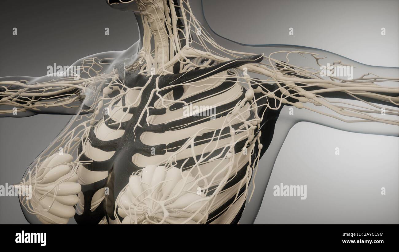 Transparent Human Body with Visible Bones Stock Photo - Alamy