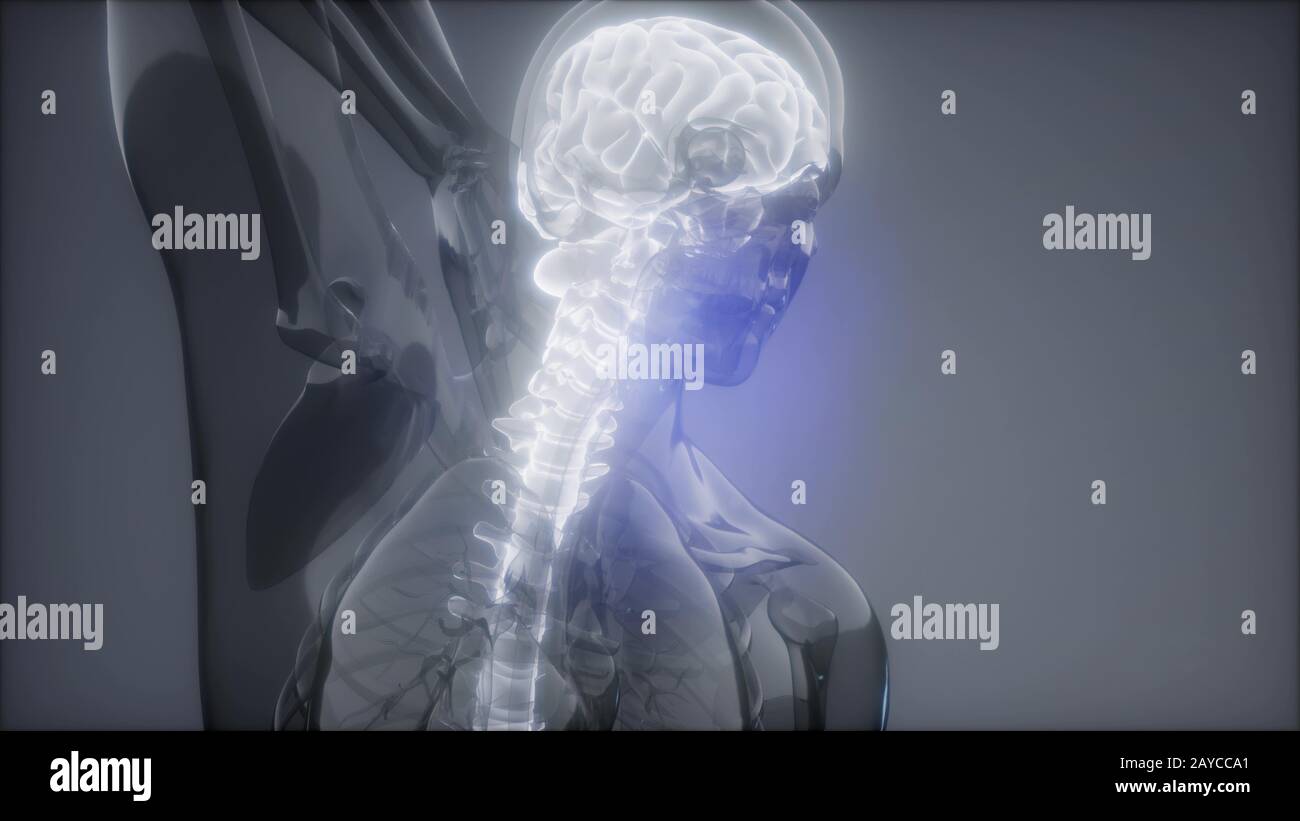 Backache in Back Bones Stock Photo - Alamy