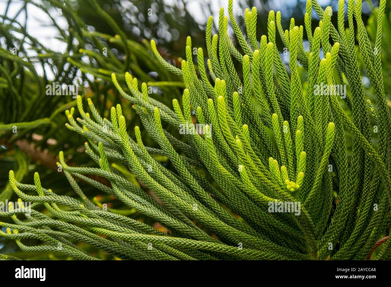 Norfolk pine tree hi-res stock photography and images - Alamy