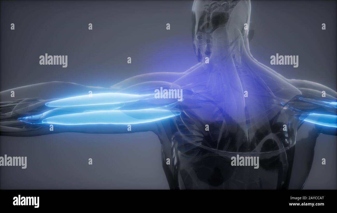 triceps - Visible muscle anatomy map Stock Photo - Alamy