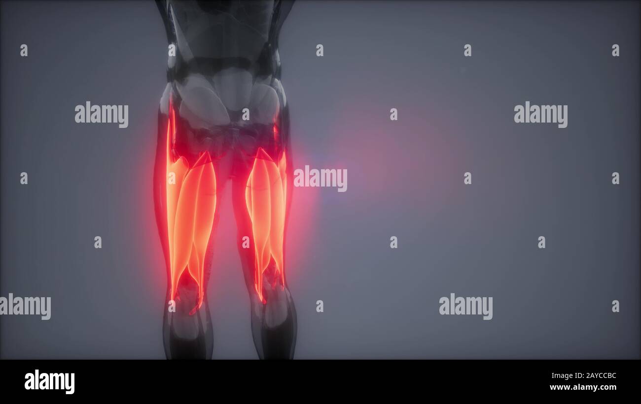 Thigh muscles anatomy hi-res stock photography and images - Alamy