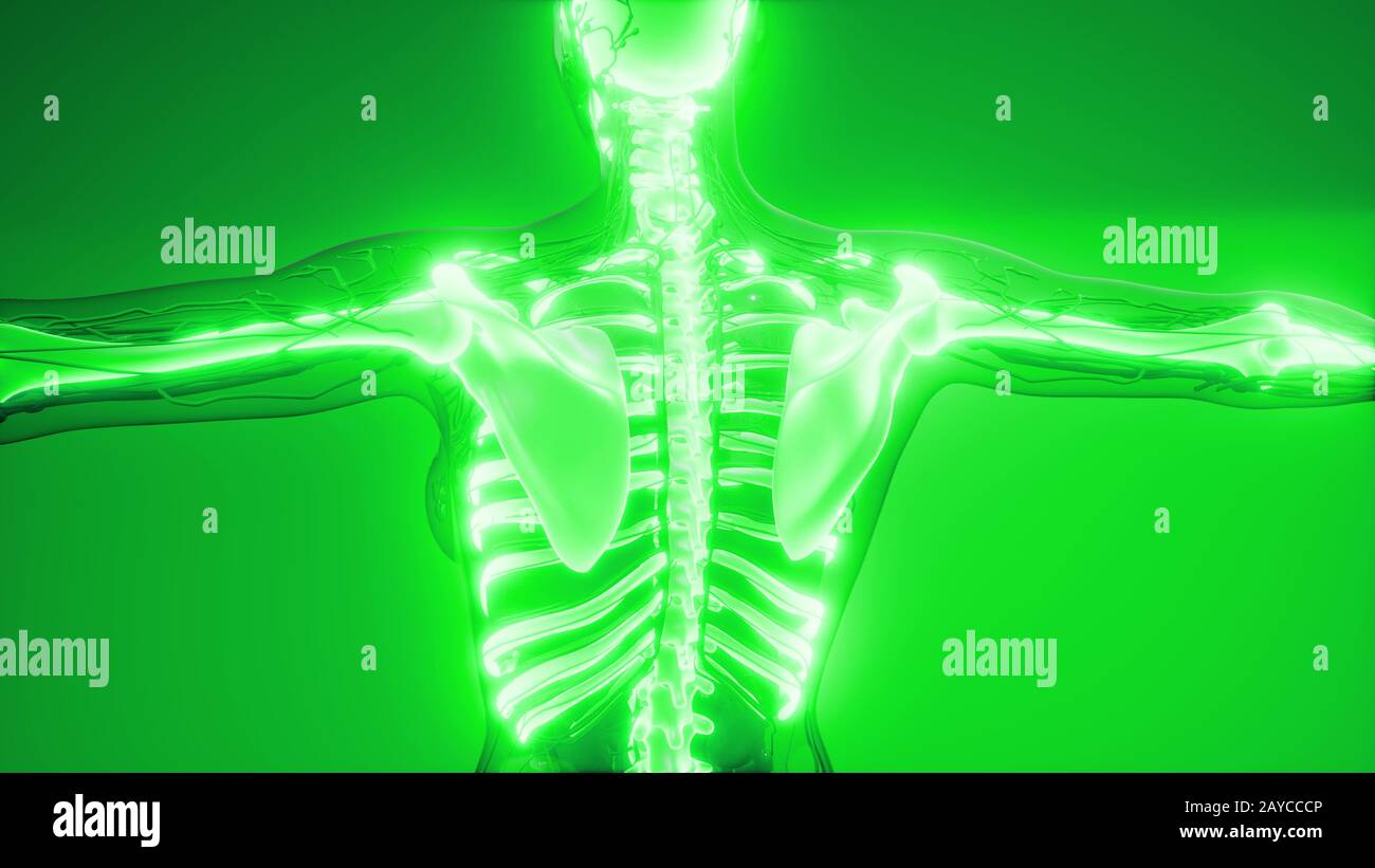 Human neck bones and muscle hi-res stock photography and images - Alamy