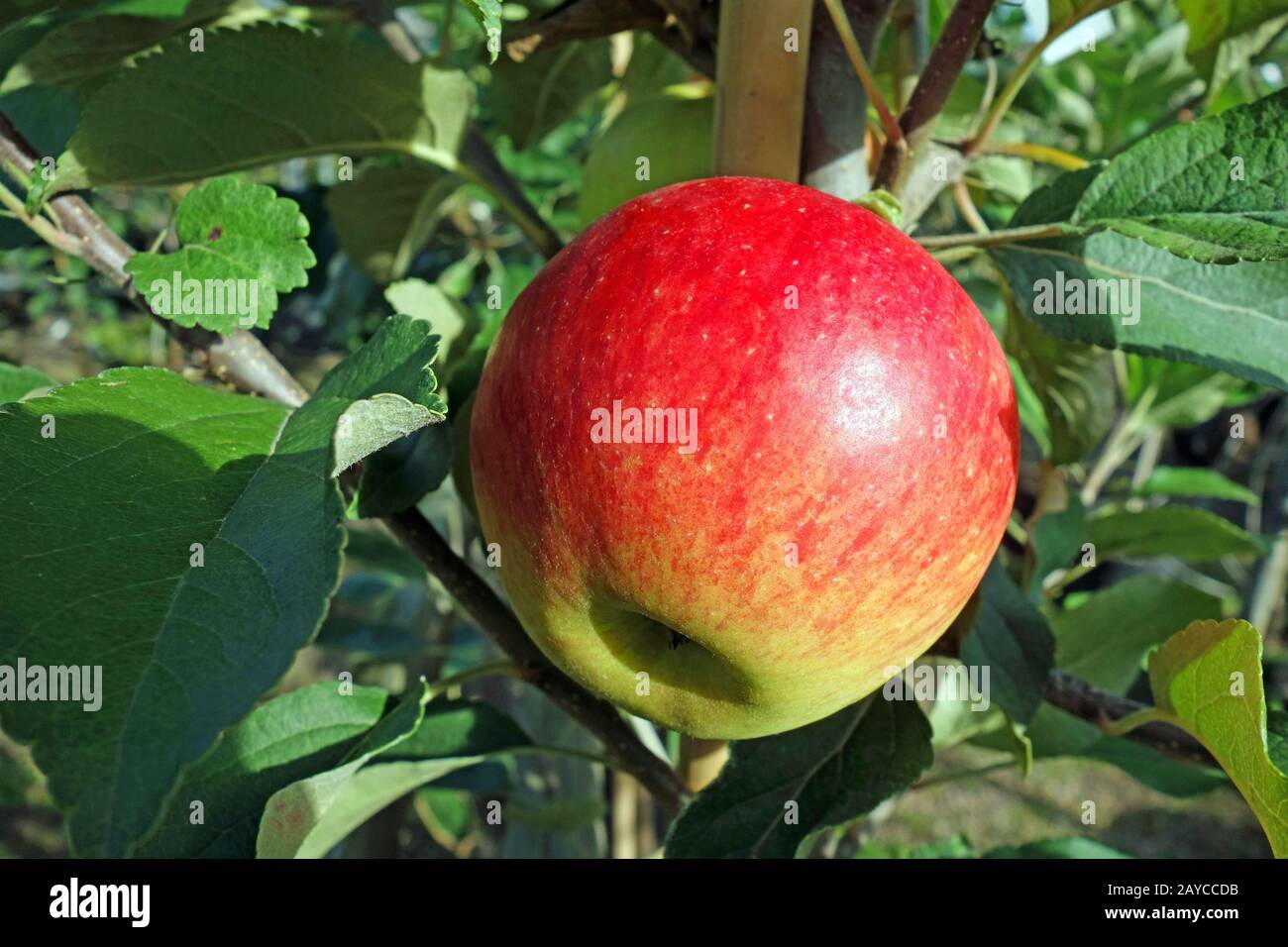 Roter elstar hi-res stock photography and images - Alamy