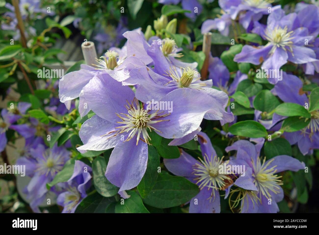 Asian clematis hi-res stock photography and images - Alamy