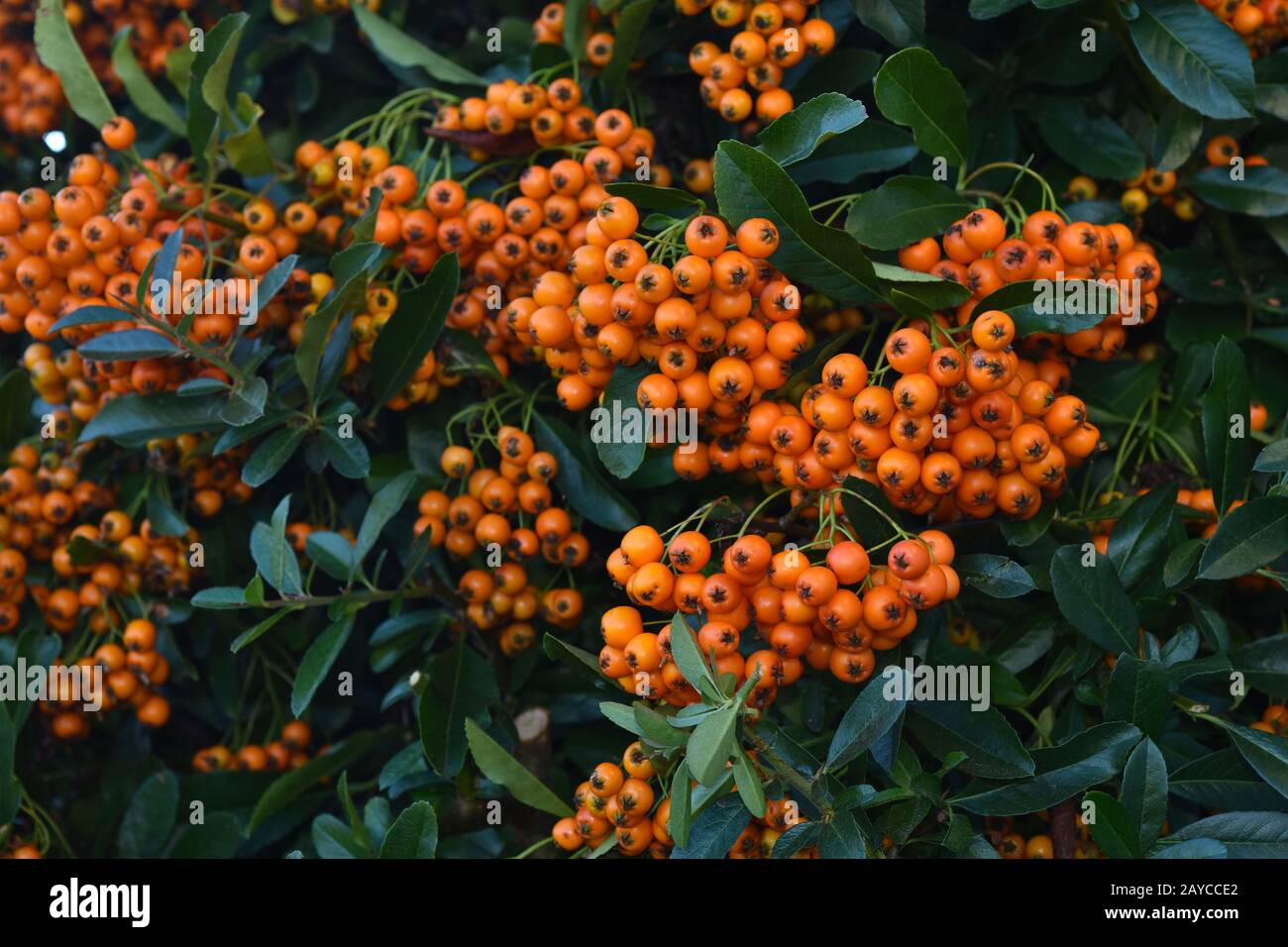 Firethorn bushes hi-res stock photography and images - Alamy