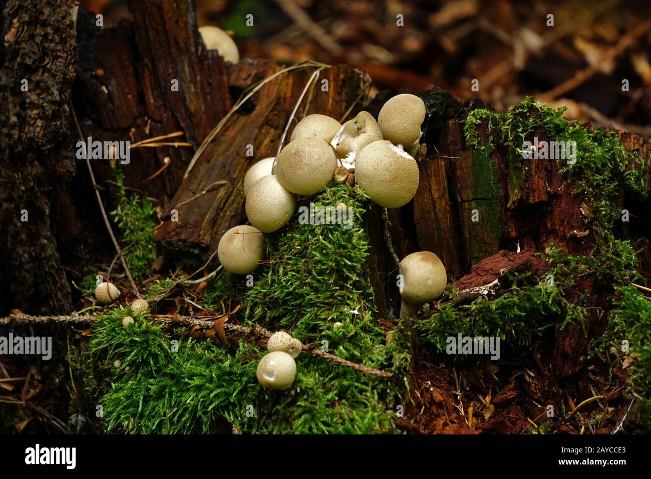 common puffball, gemmed puffball, warted puffball, devil's snuff-box ...