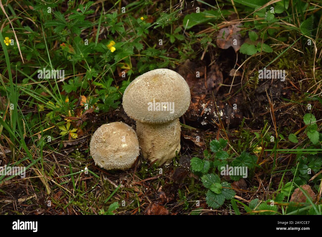 pestle puffball, long-stemmed puffball Stock Photo - Alamy