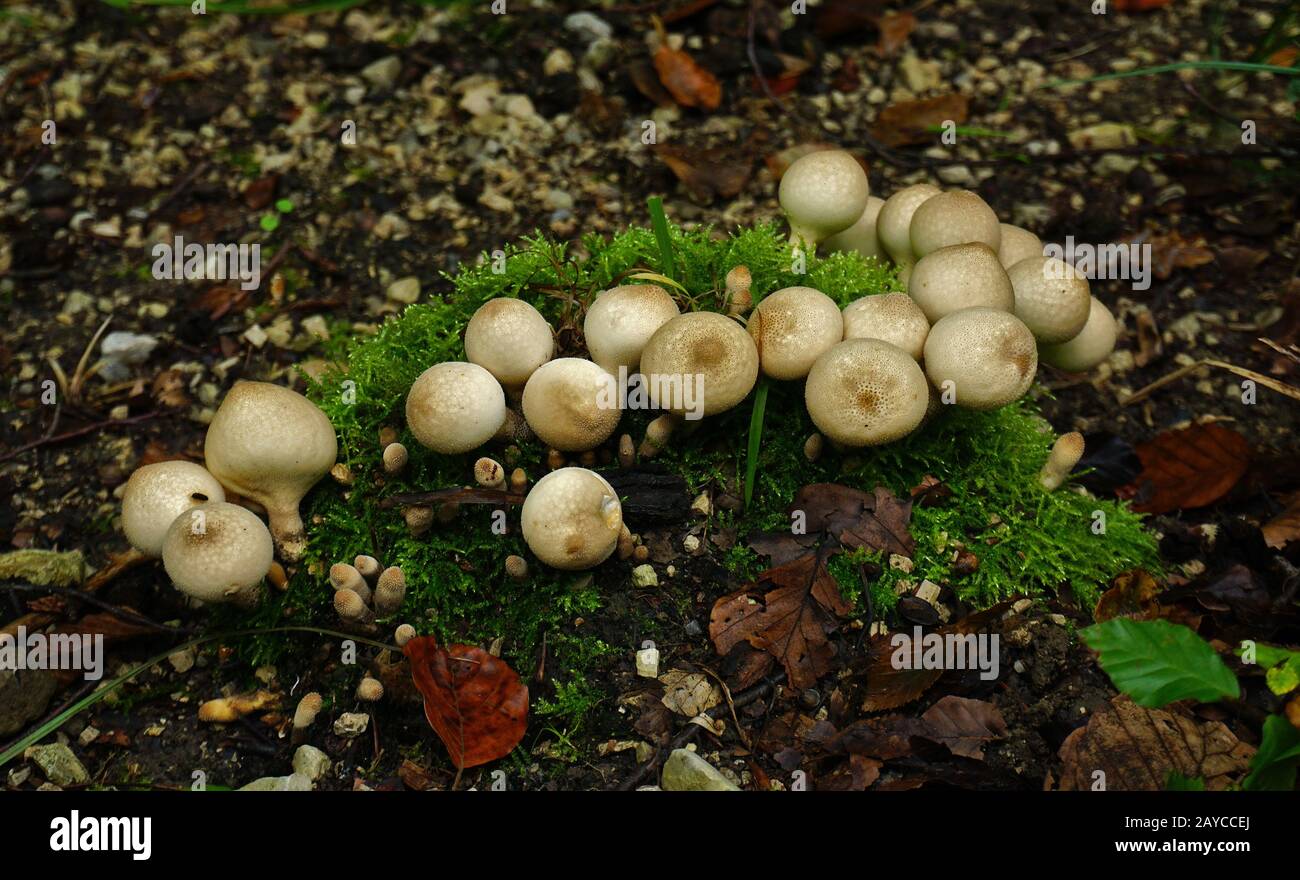 common puffball, gemmed puffball, warted puffball, devil's snuff-box ...