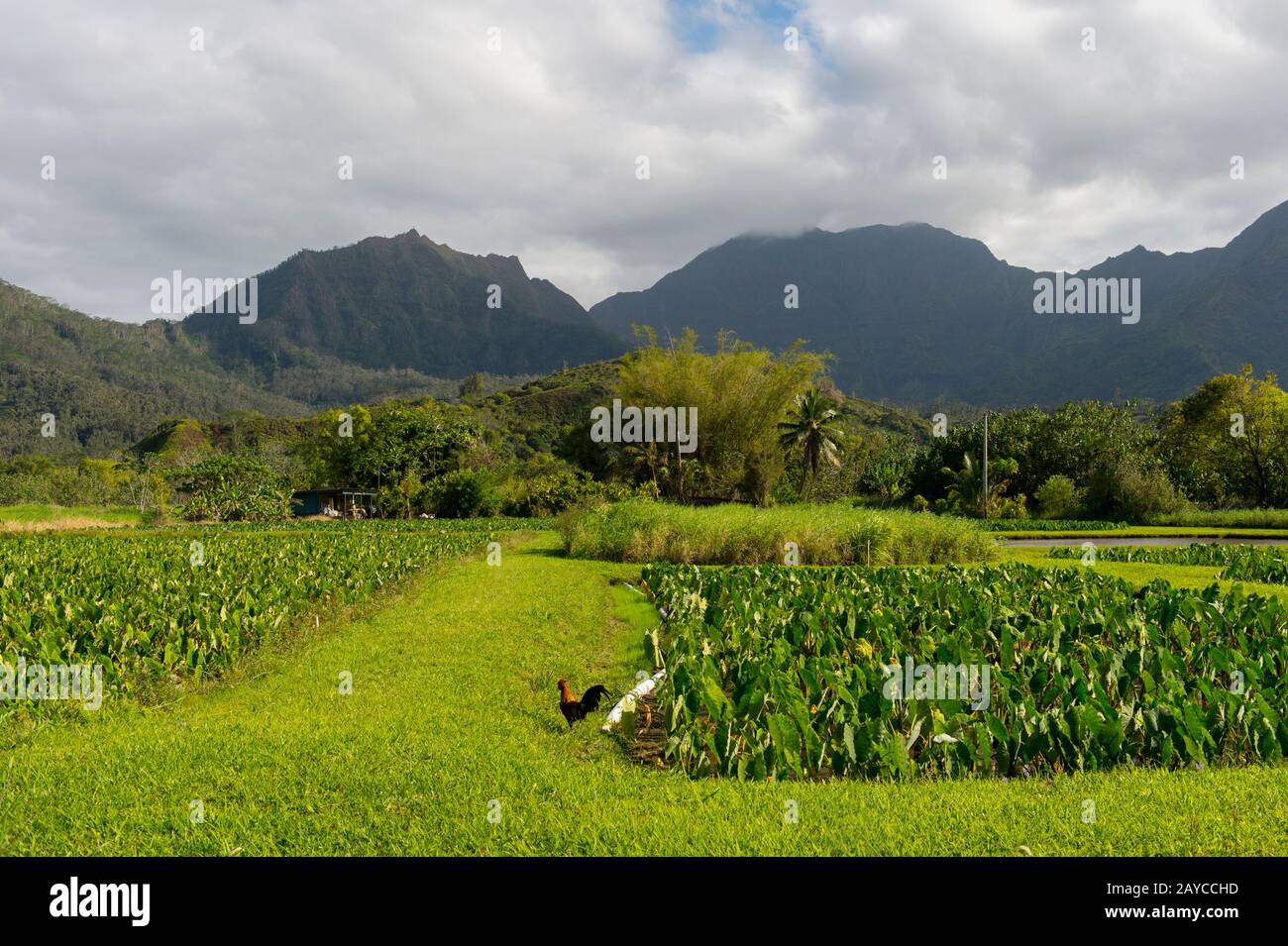 The Hanalei Valley with Taro fields (wildlife refuge) on the northern ...