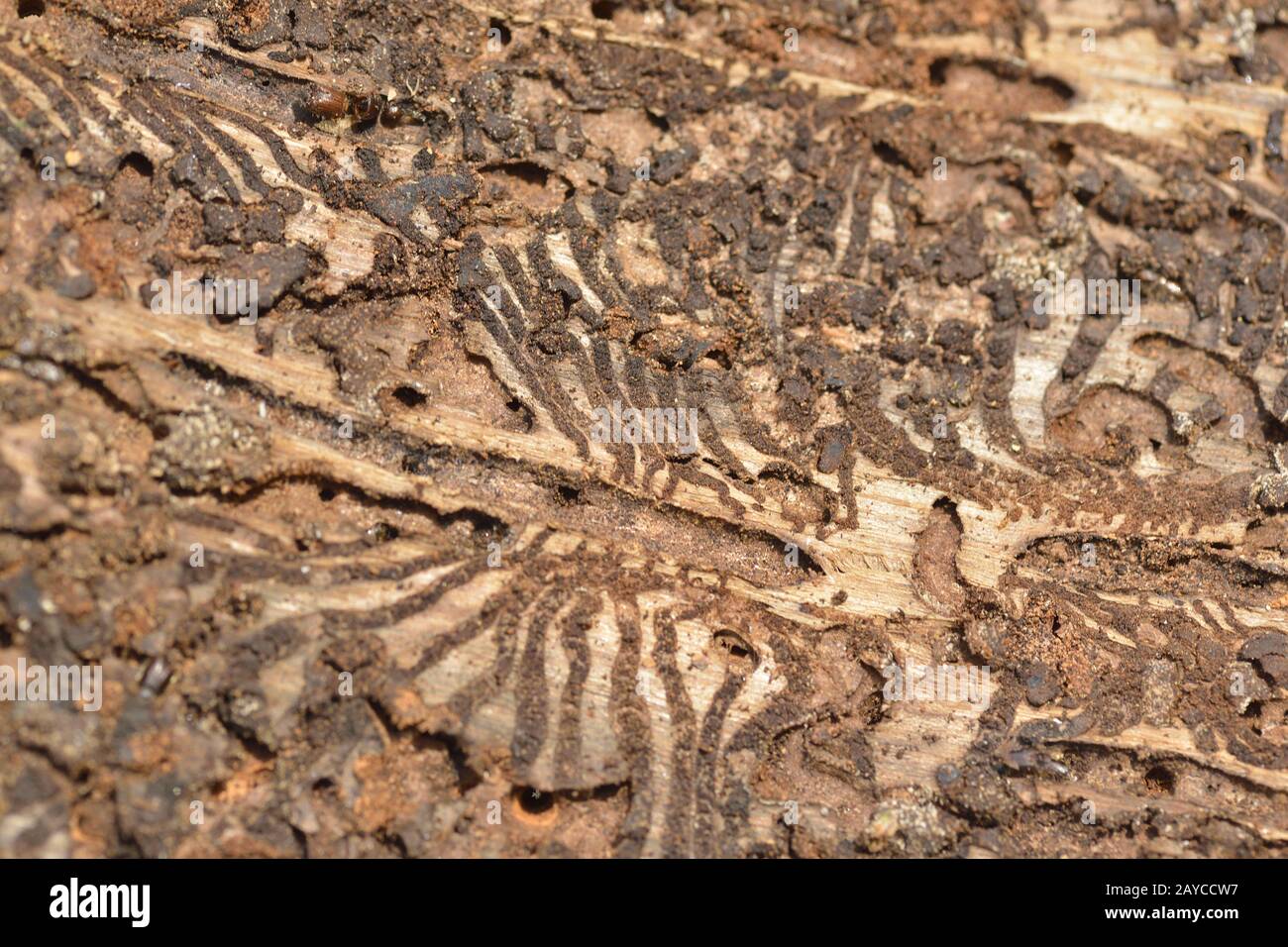 Spruce Bark Beetle High Resolution Stock Photography and Images - Alamy