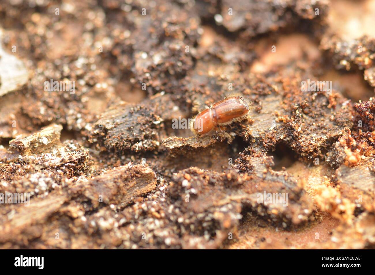 Spruce bark beetle hi-res stock photography and images - Alamy