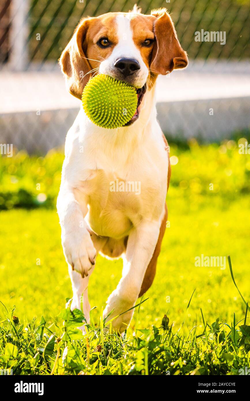 Beagle dog jumping and running with a ball Stock Photo - Alamy