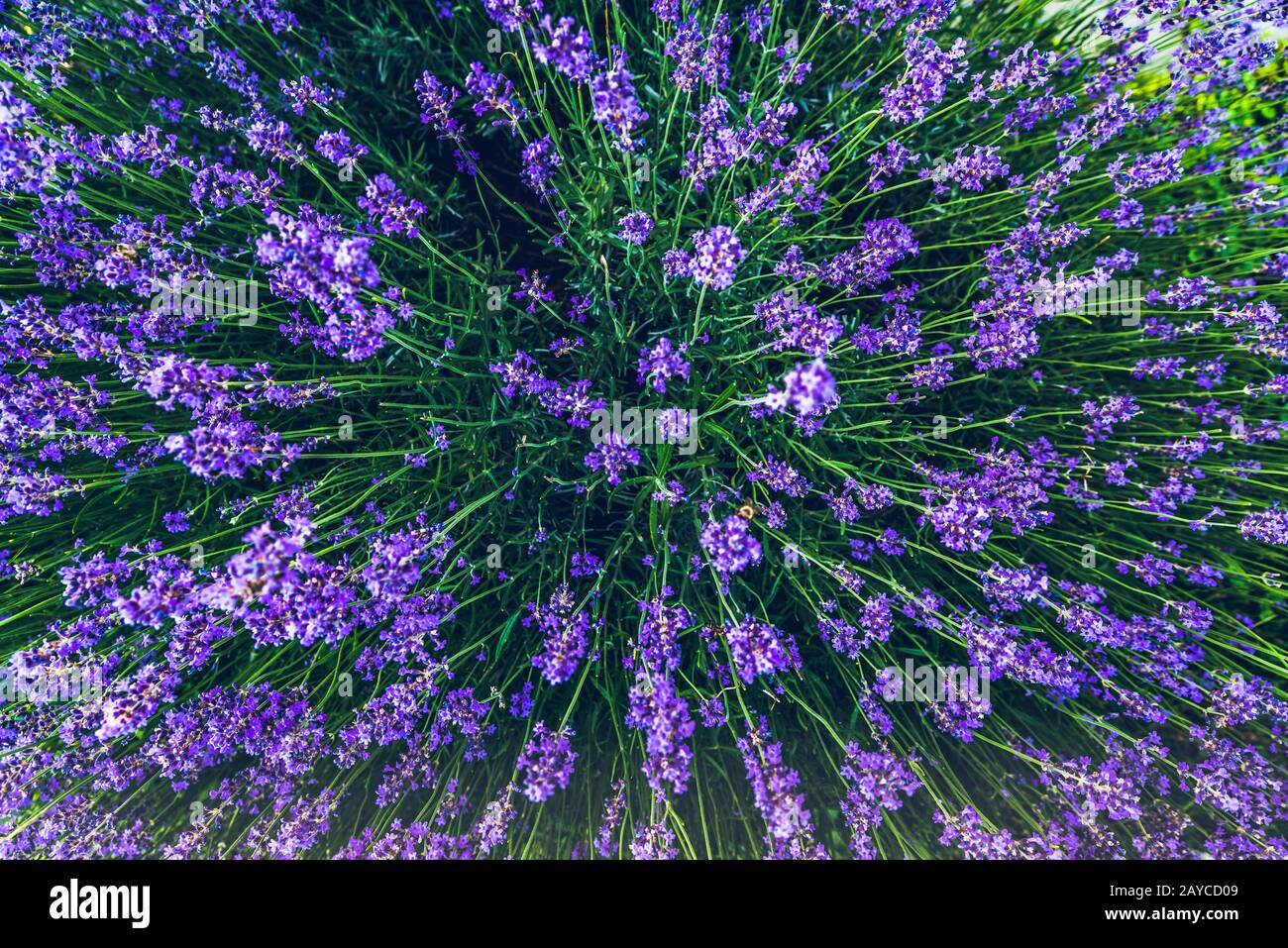 Aerial top view fresh flowers hi-res stock photography and images - Alamy