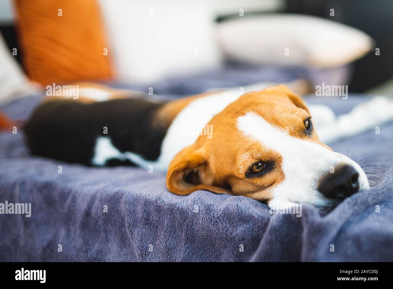 Dog shade garden hi-res stock photography and images - Alamy