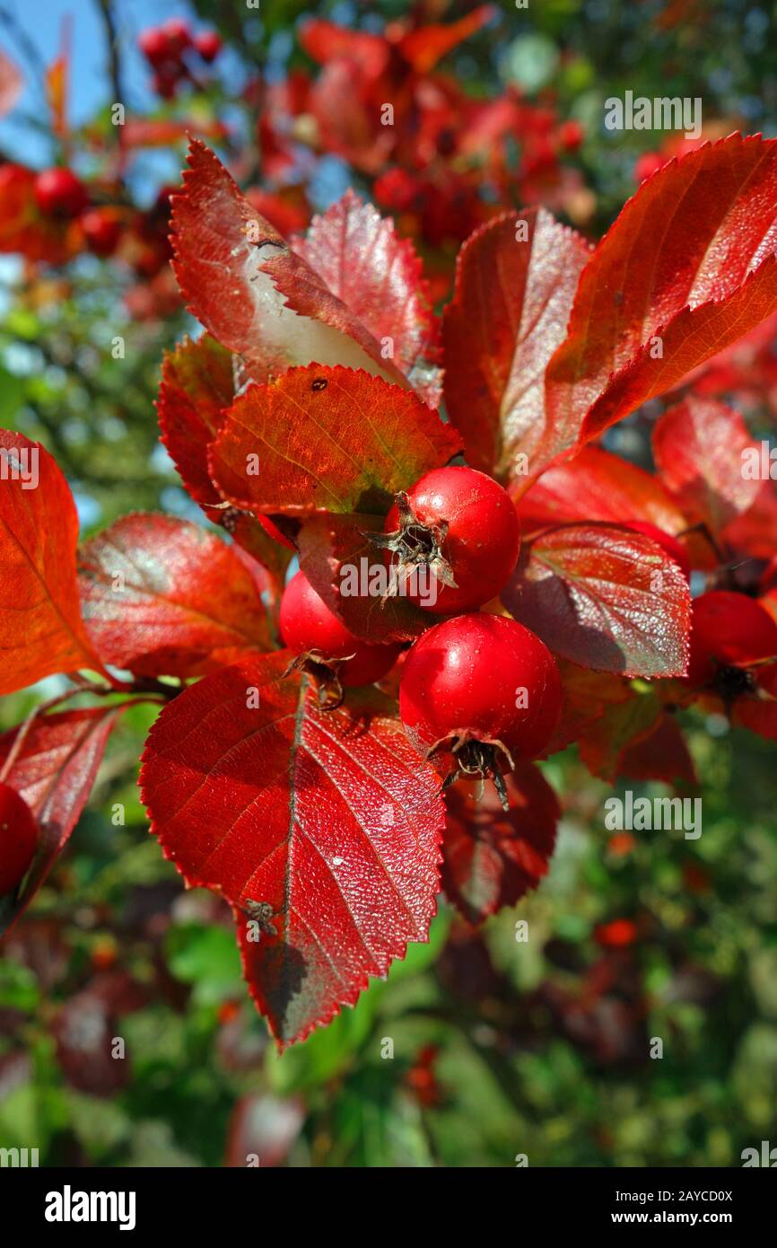 Ruhr pear hi-res stock photography and images - Alamy