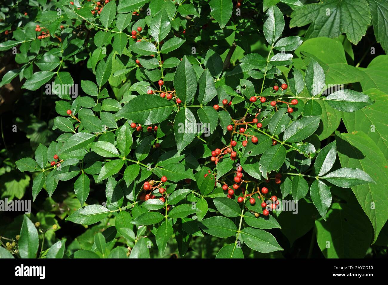 Simulans hi-res stock photography and images - Alamy