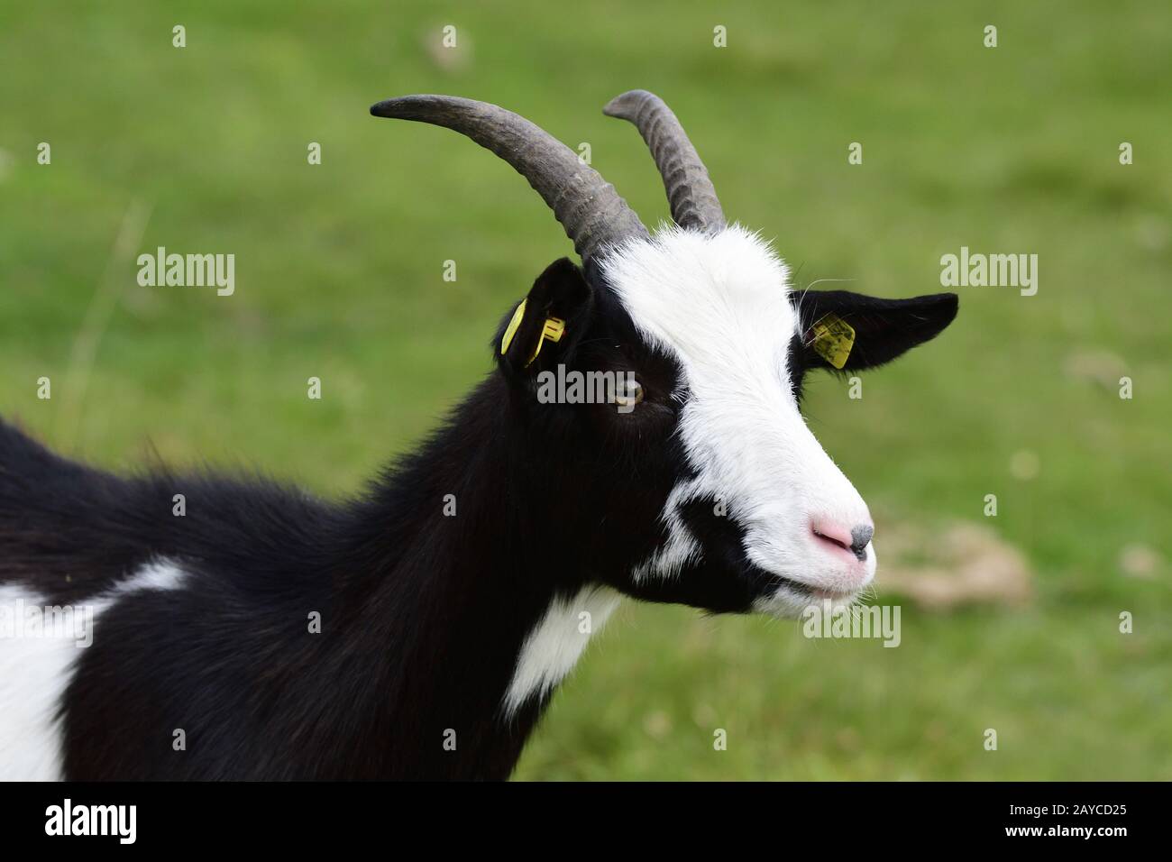 Austria goats hi-res stock photography and images - Alamy