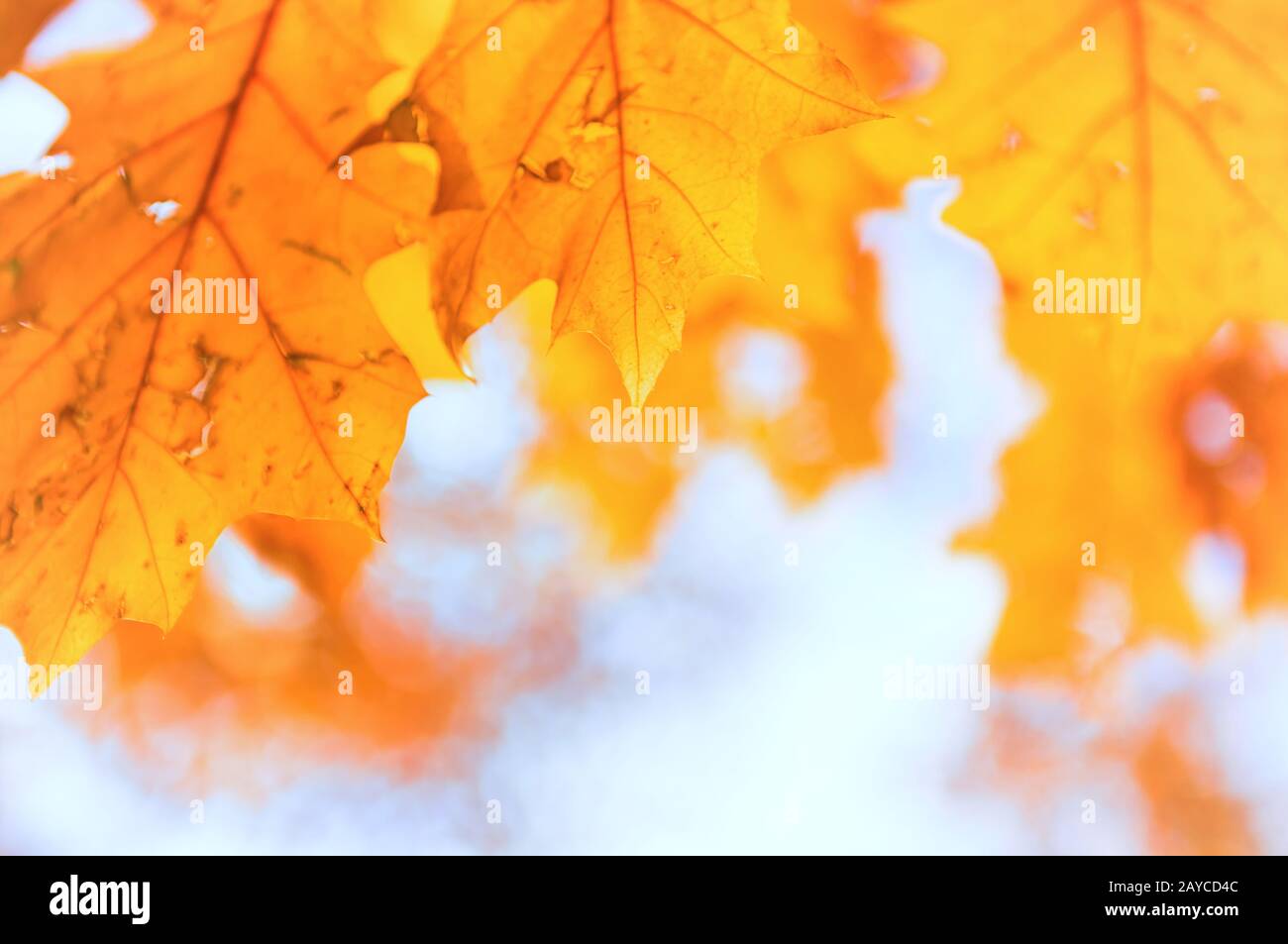 Blurred red maple leaves hi-res stock photography and images - Alamy