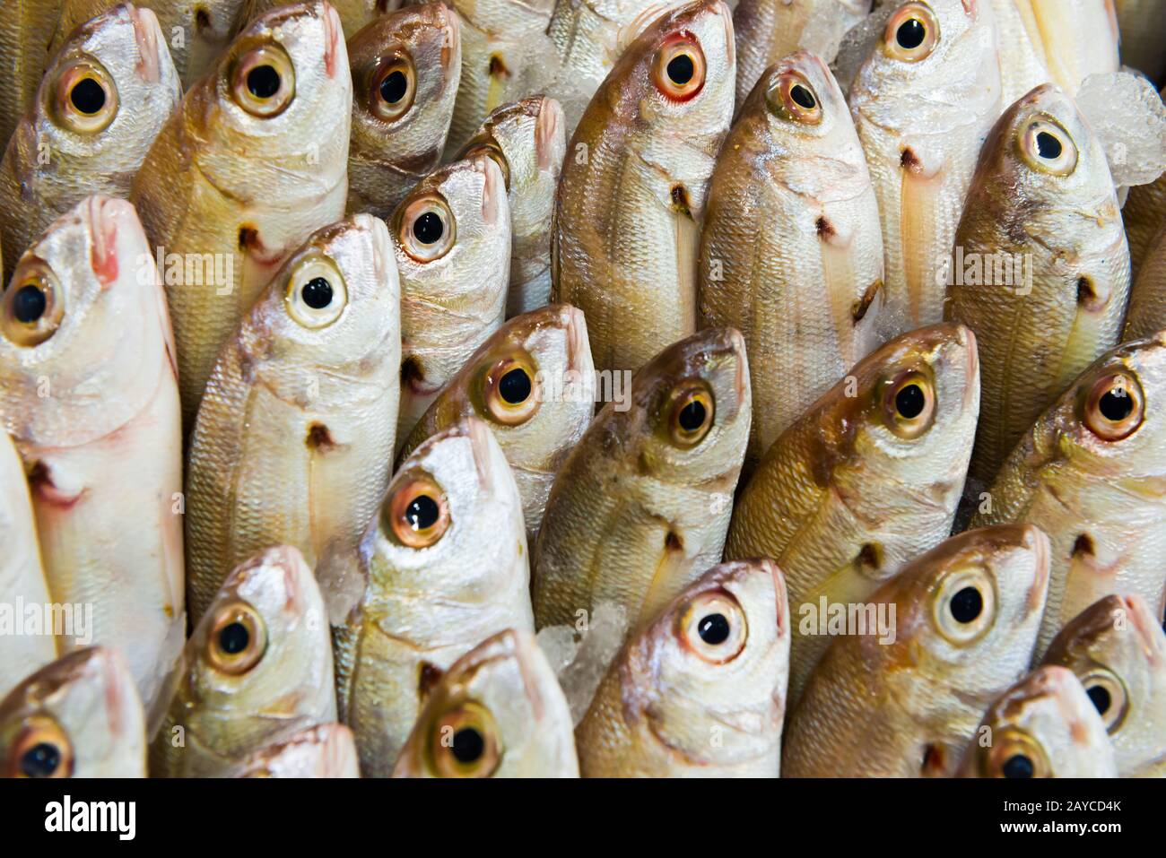 Pile of fish hi-res stock photography and images - Alamy