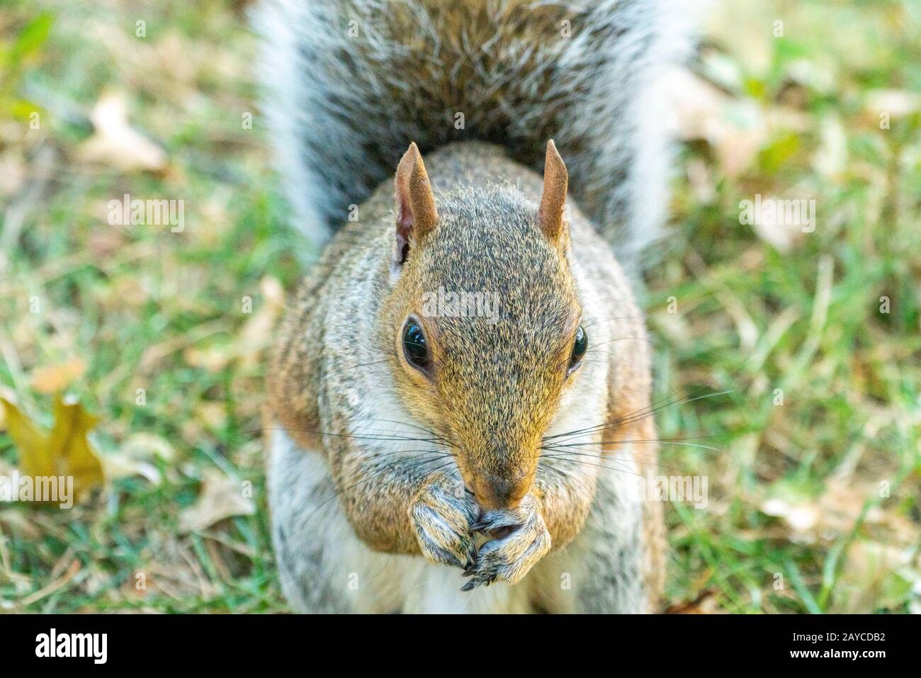 Eastern gray squirrel Stock Photo - Alamy