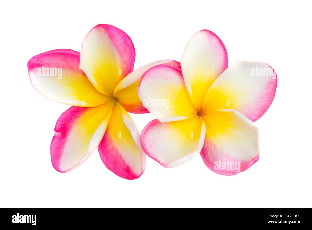 Two bright yellow pink hi-res stock photography and images - Alamy