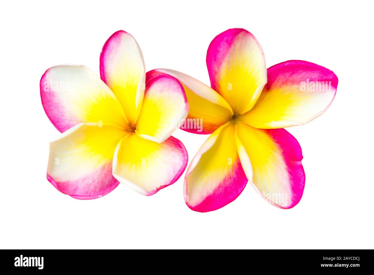 Two bright yellow pink hi-res stock photography and images - Alamy