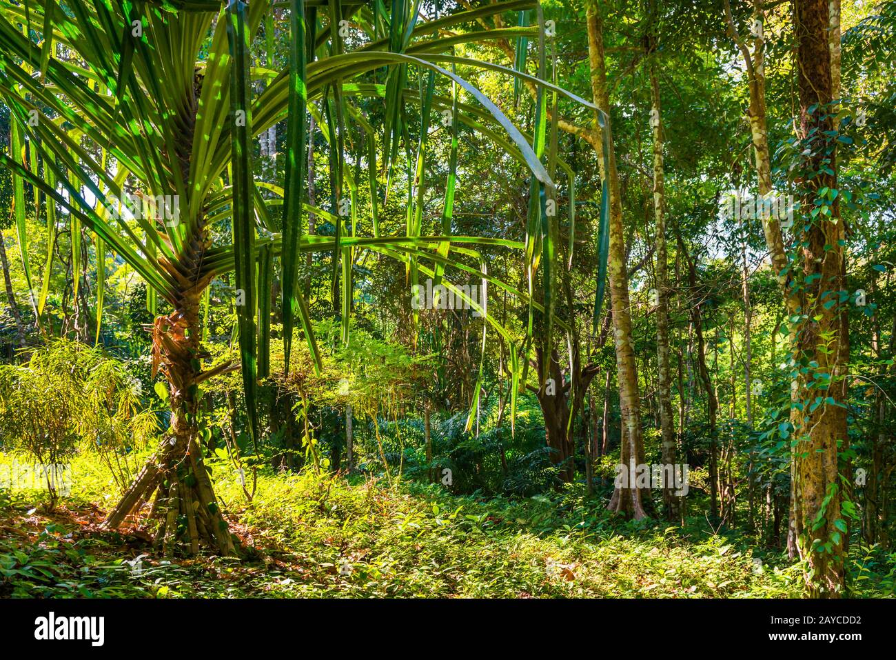 Landscape of tropical jungle forest Stock Photo - Alamy