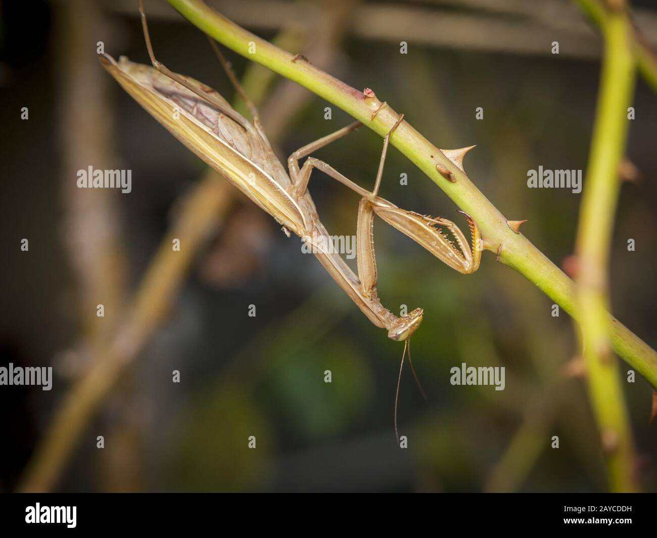 Prying Mantis on rose branch hunting Stock Photo - Alamy