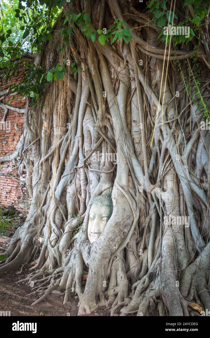 Buddha head in the wat maha that temple in ayutthaya hi-res stock ...