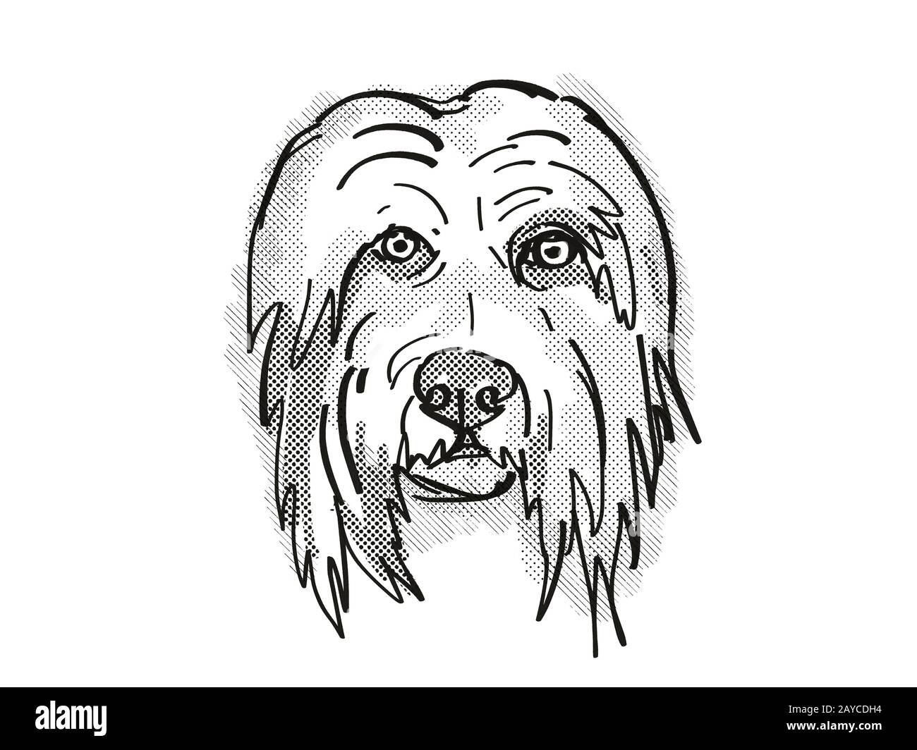 Bearded Collie Dog Breed Cartoon Retro Drawing Stock Photo - Alamy