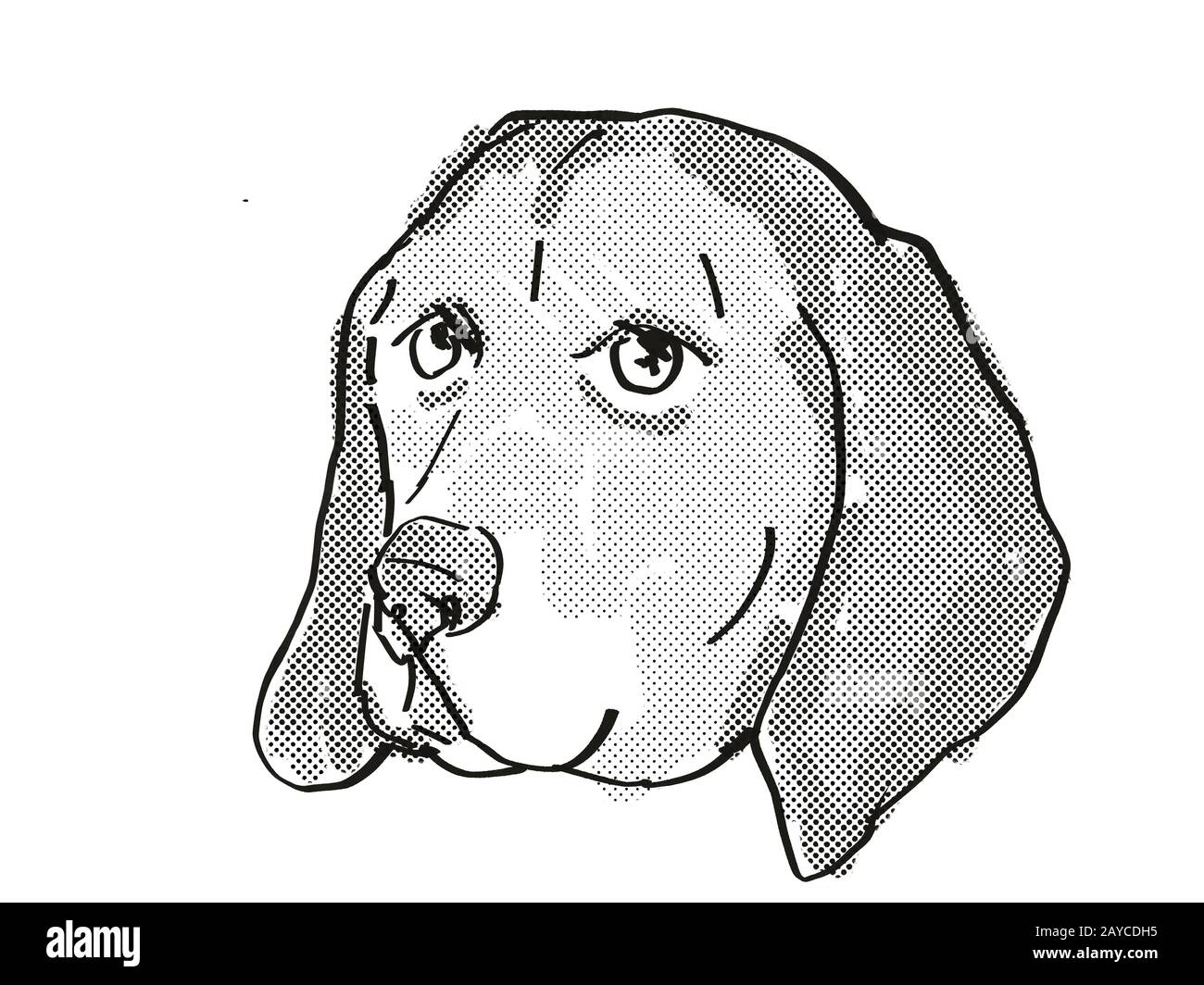 American English Coonhound Dog Breed Cartoon Retro Drawing Stock Photo ...