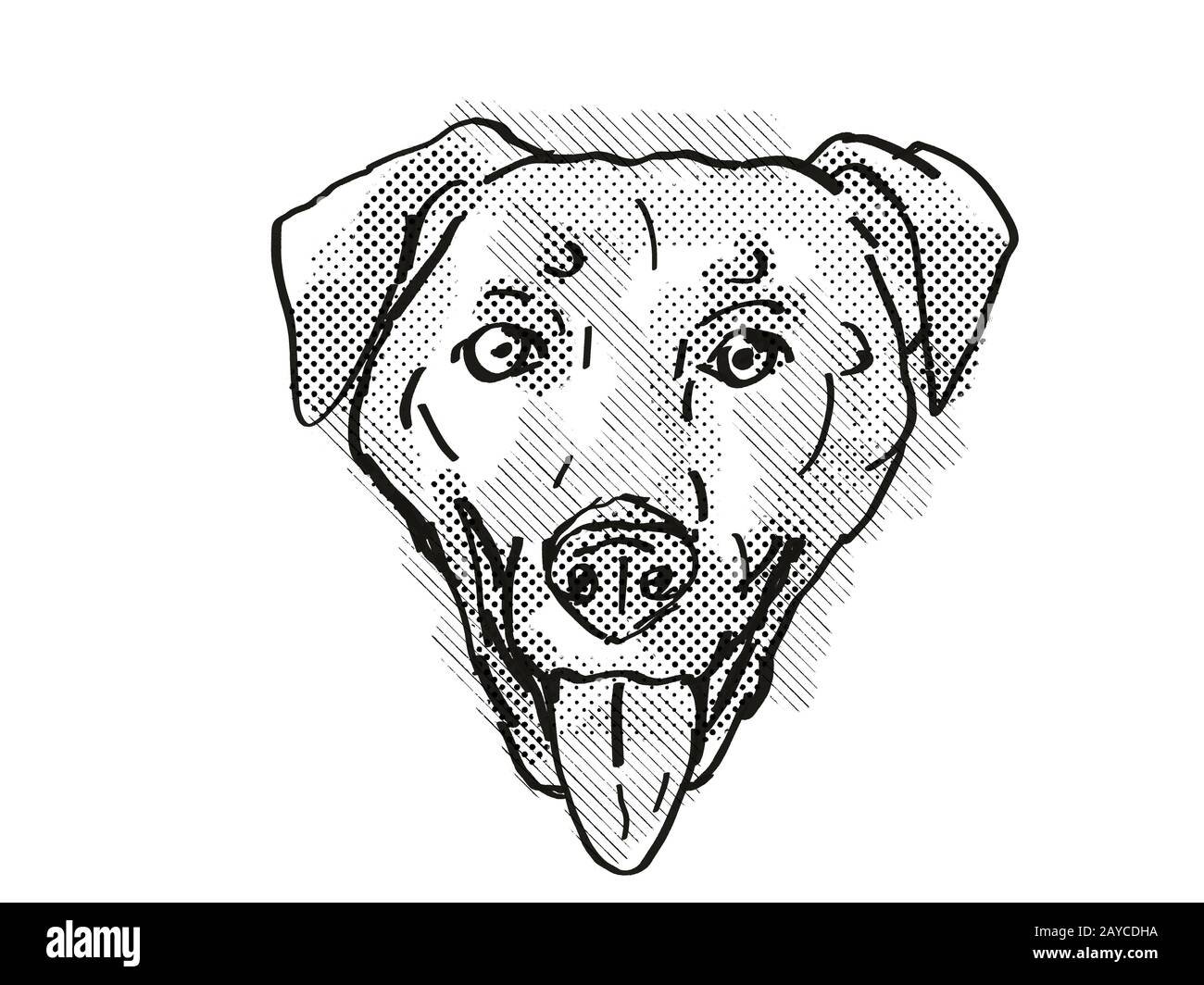 Chinook Dog Breed Cartoon Retro Drawing Stock Photo - Alamy