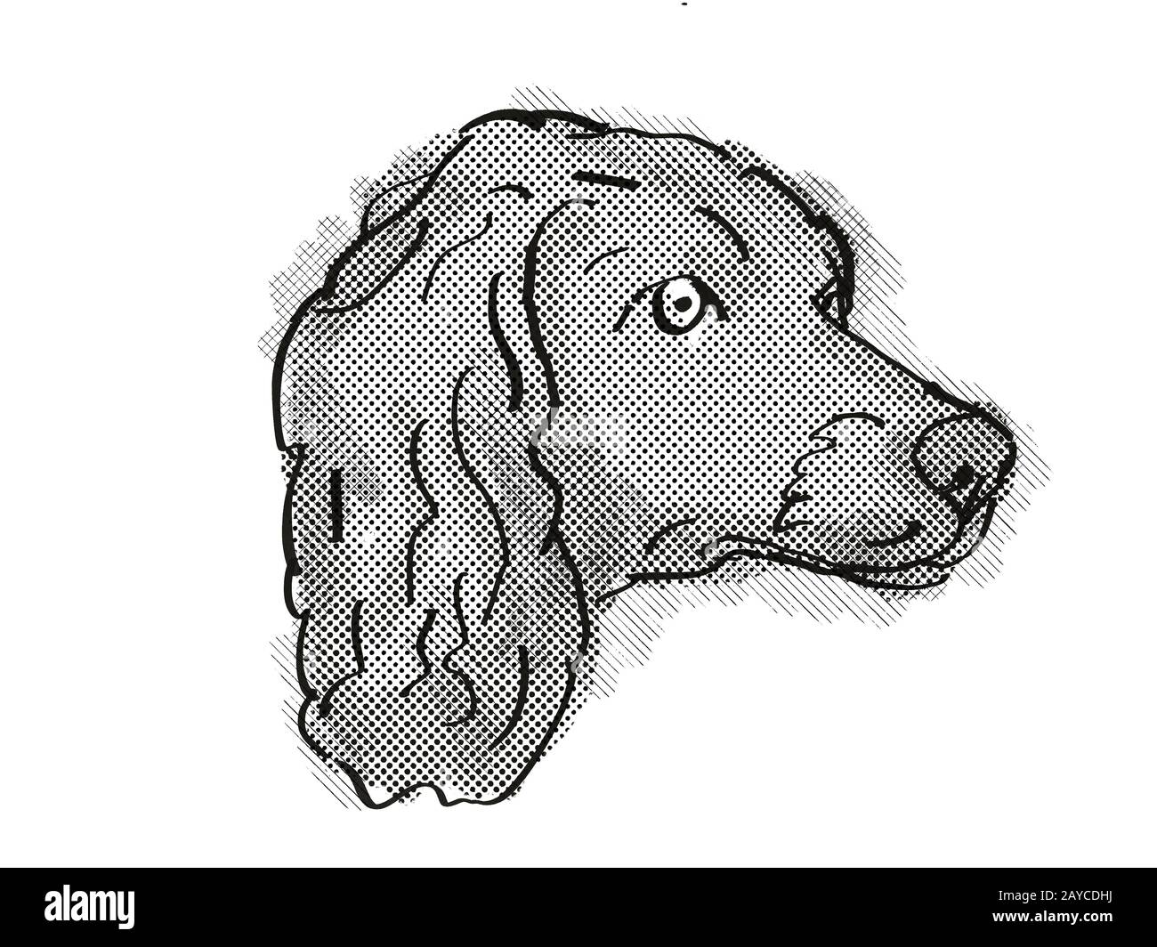 Boykin Spaniel Dog Breed Cartoon Retro Drawing Stock Photo - Alamy