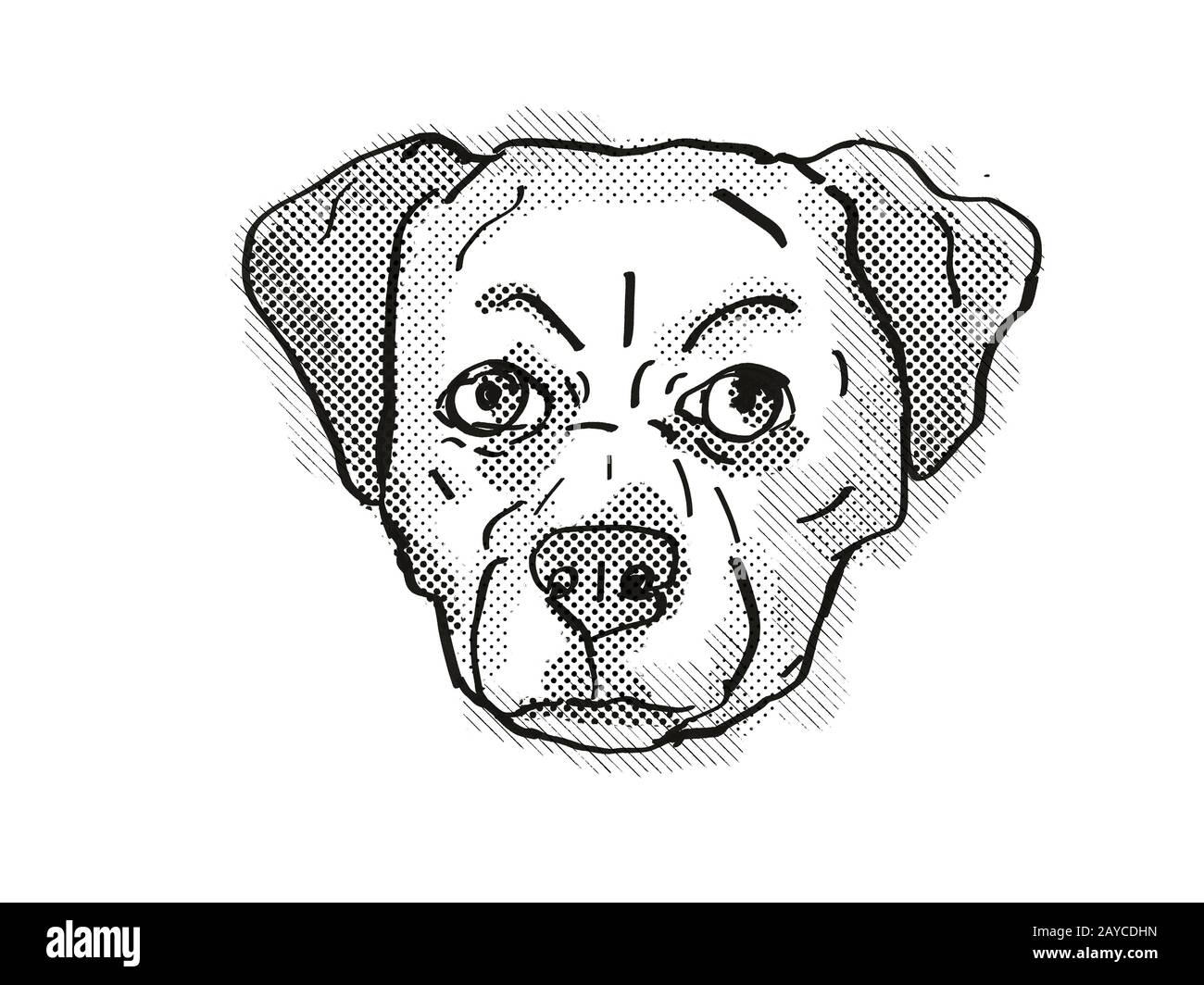 Chug Pughuahua, or Pugwawa Breed Cartoon Retro Drawing Stock Photo - Alamy