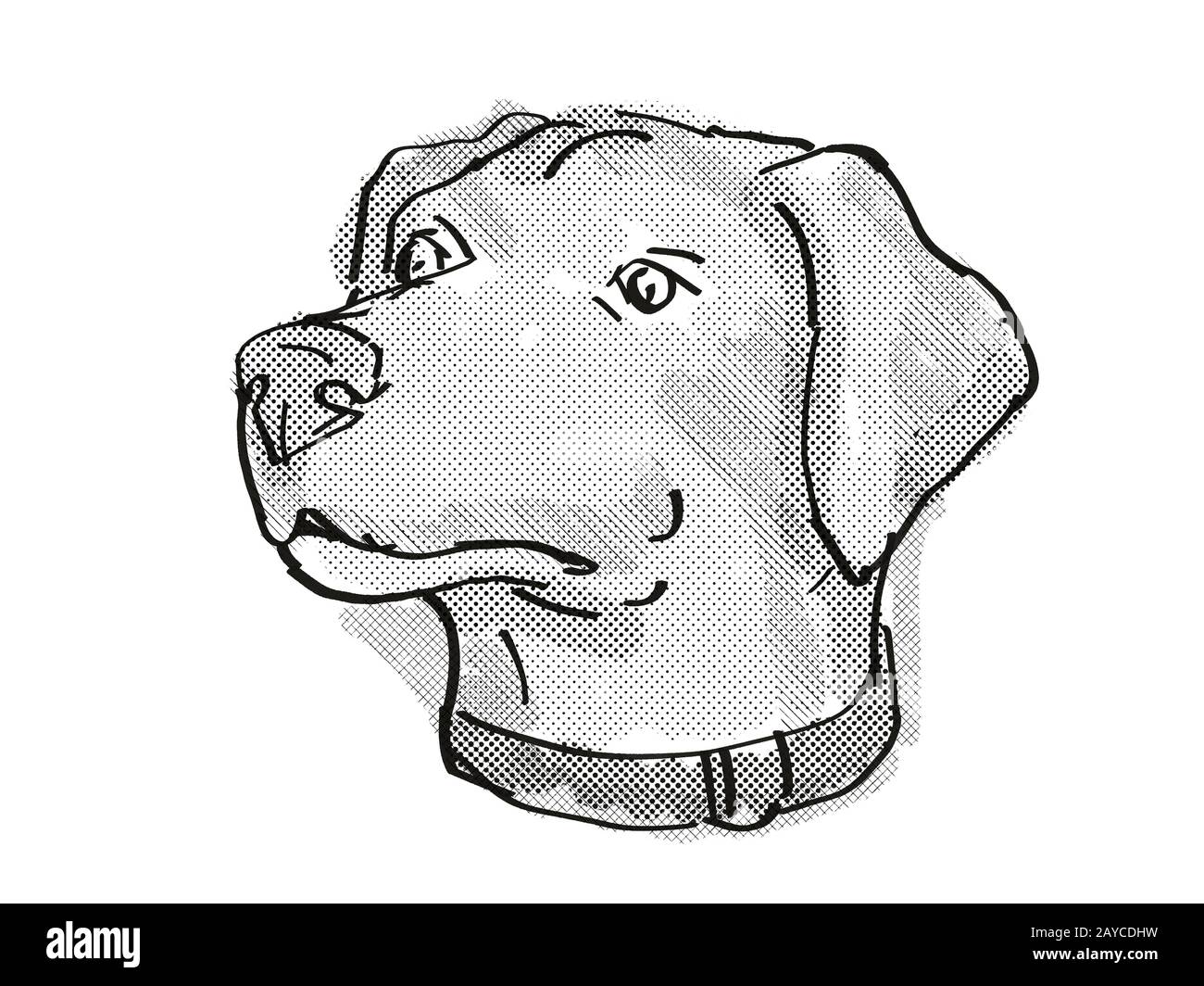 Blue Lacy Dog Breed Cartoon Retro Drawing Stock Photo - Alamy