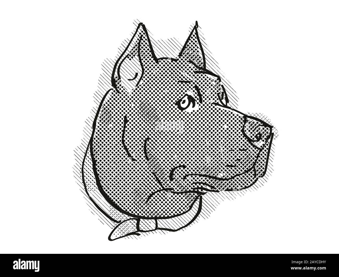 Cane Corso Dog Breed Cartoon Retro Drawing Stock Photo - Alamy